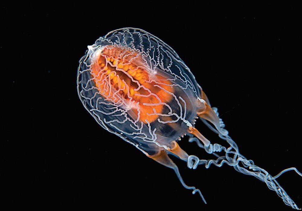 The Best Night Dives in the World