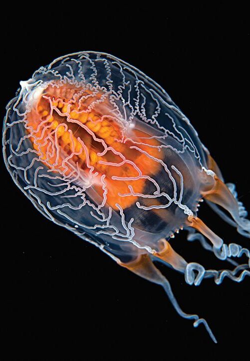 The Best Night Dives in the World