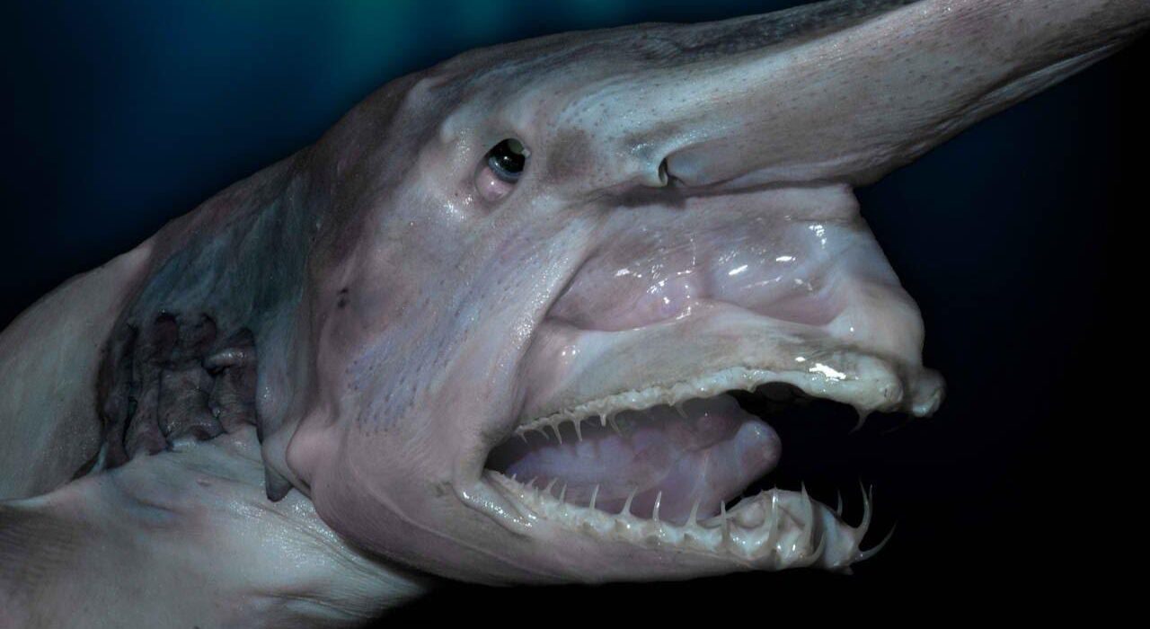 The Scariest Things Found Underwater - Our Top 5