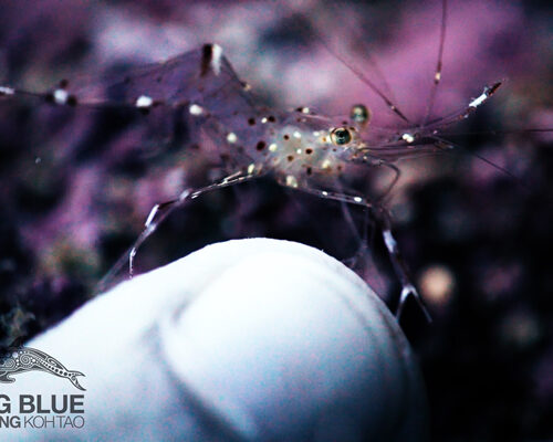 Macro Diving on Koh Tao