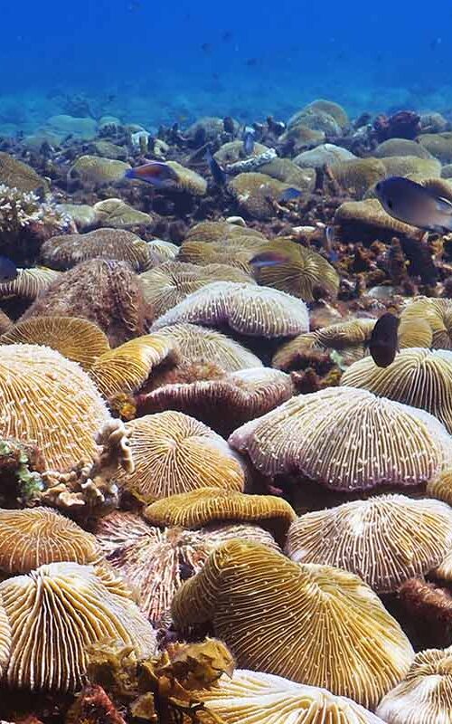 Coral Conservation on Koh Tao?