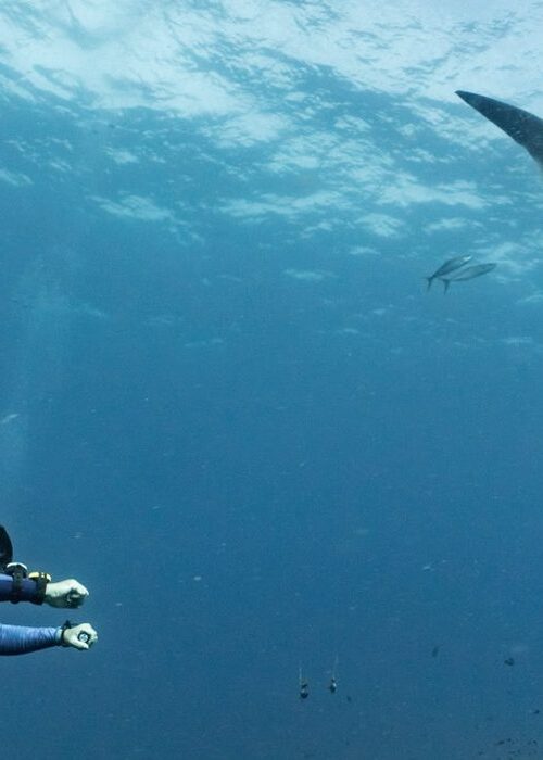 Chumphon Pinnacle dive site