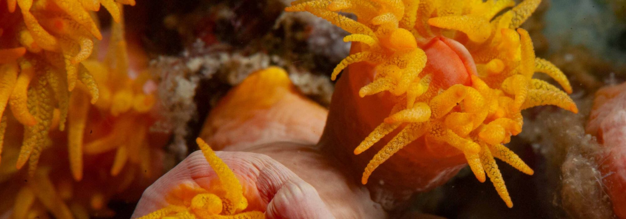 Coral Identification Course