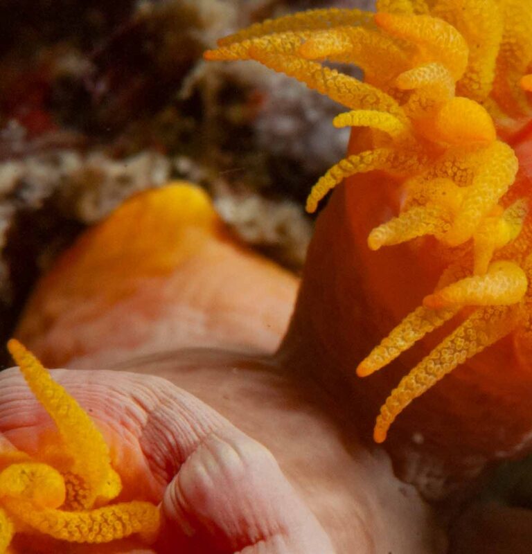 Coral Identification Course