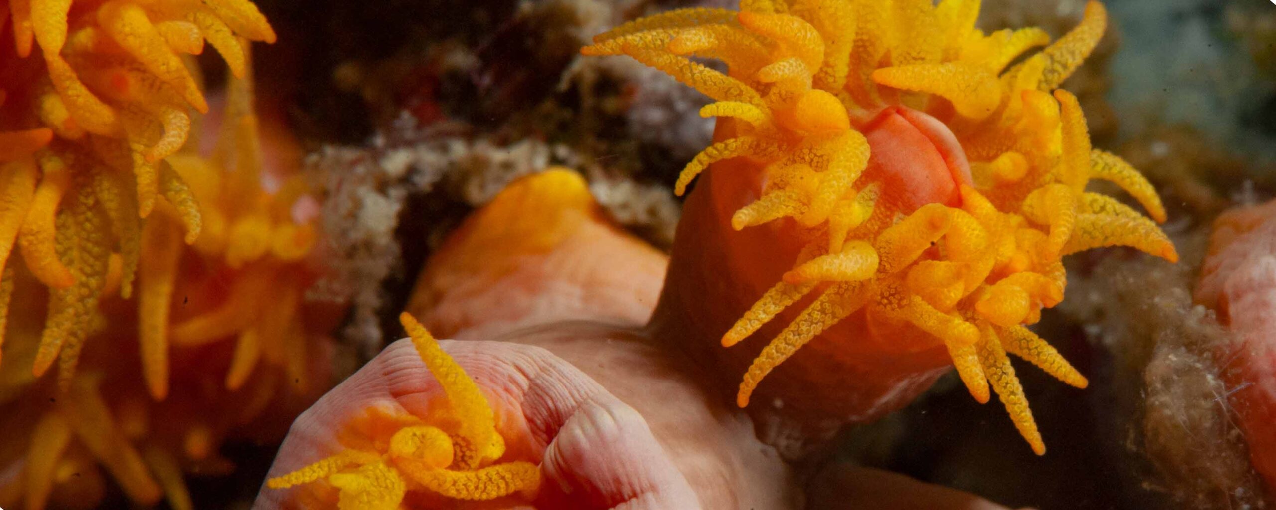 Coral Identification Course