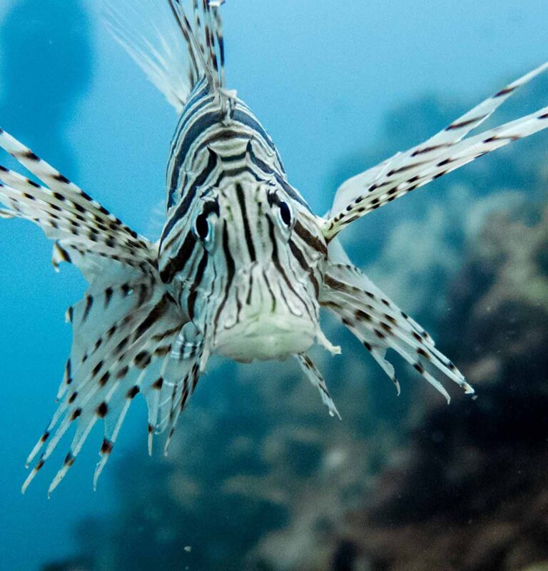 Fish Identification - Learn About Fish Species