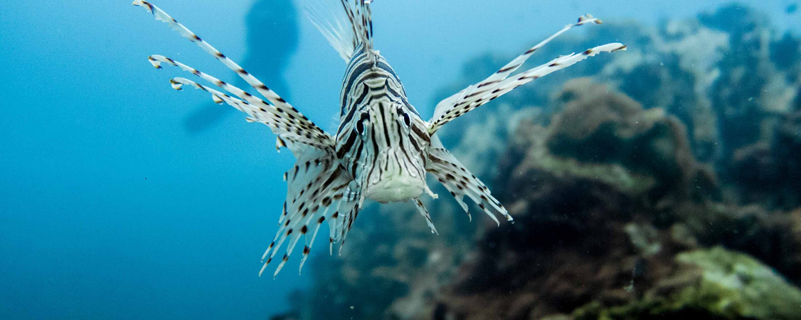 Fish Identification - Learn About Fish Species