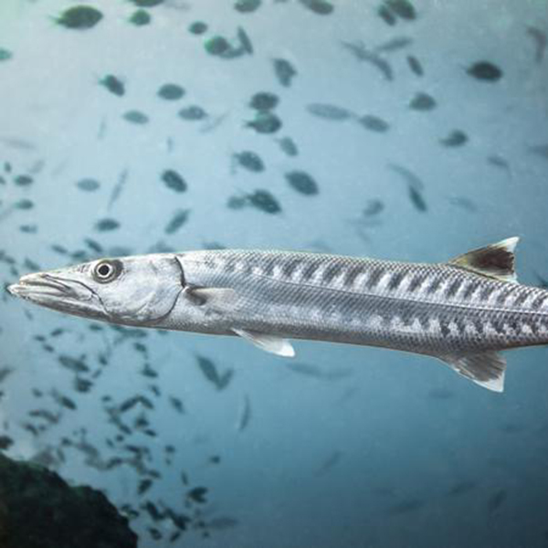 Pickhandle Barracuda - Koh Tao Marine Life - Big Blue Diving Koh Tao