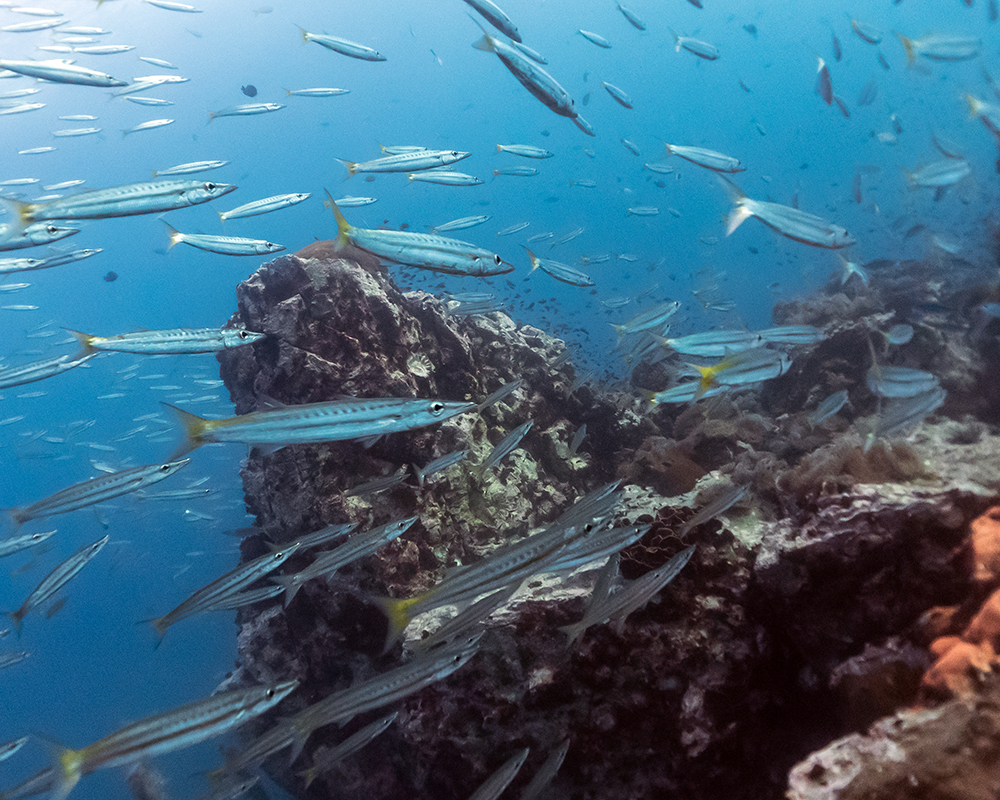 Koh Tao's Best Dive Site - Chumphon Pinnacle - Big Blue Diving School ...