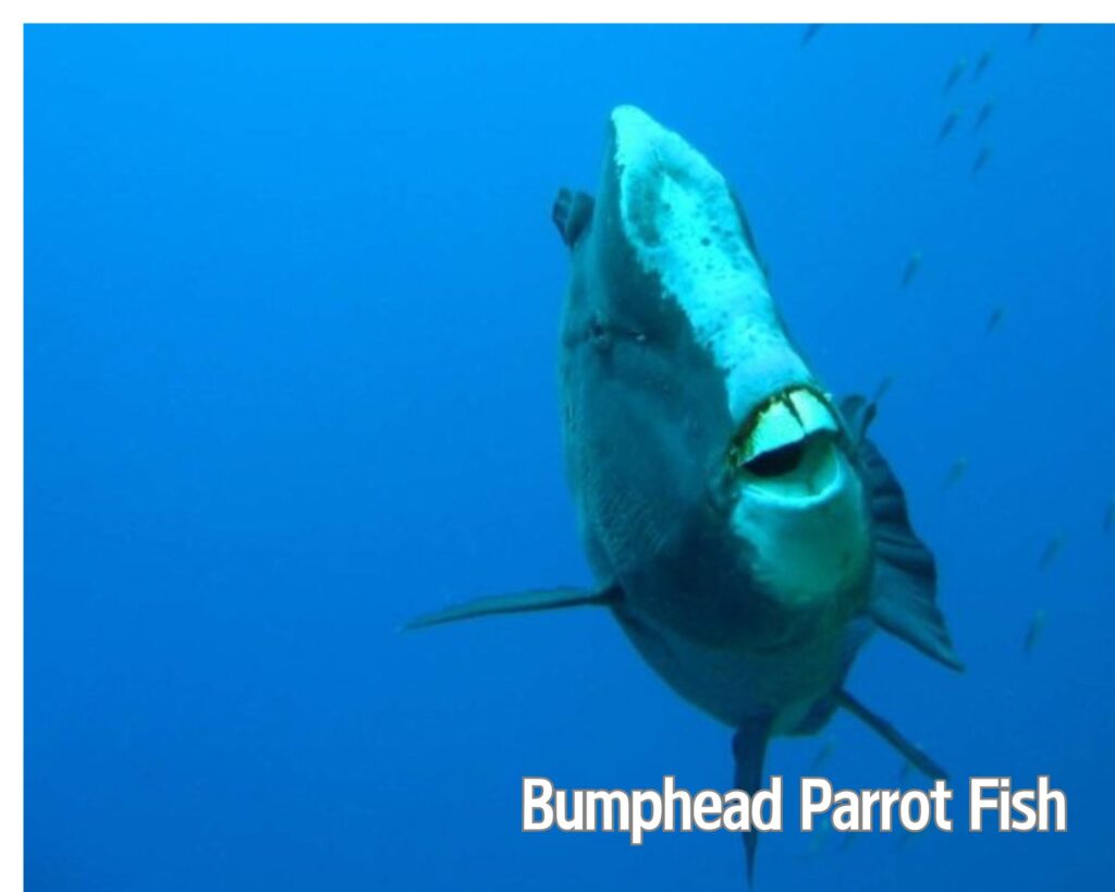 Bumphead Parrotfish - Koh Tao Marine Life - Big Blue Diving School Koh Tao