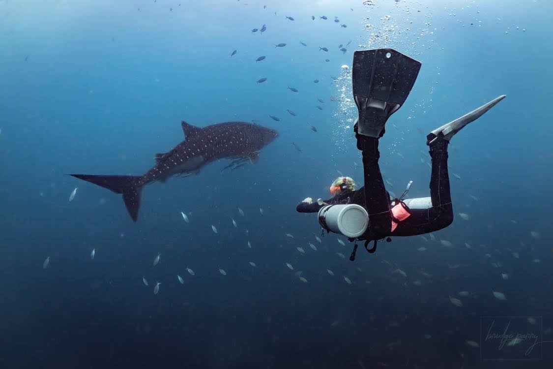 About Big Blue Diving