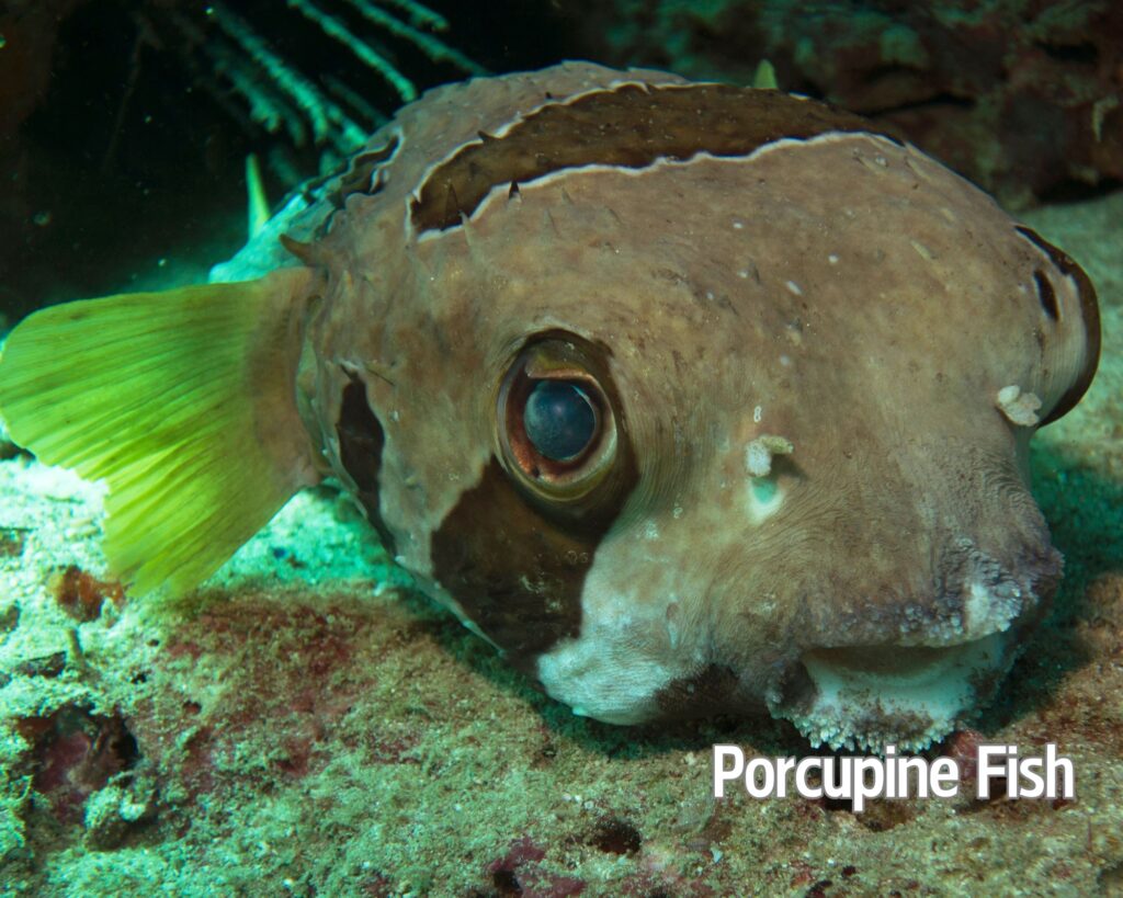 Blotched Porcupinefish - Koh Tao Marine Life - Big Blue Diving School ...