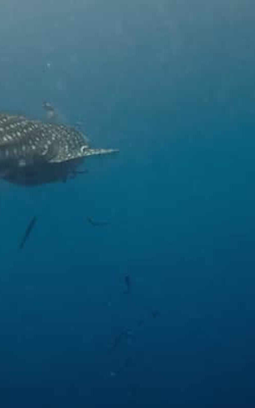Koh Tao's best dive site Chumphon Pinnacle!
