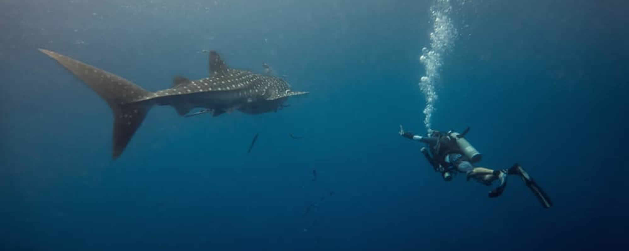 Koh Tao's best dive site Chumphon Pinnacle!