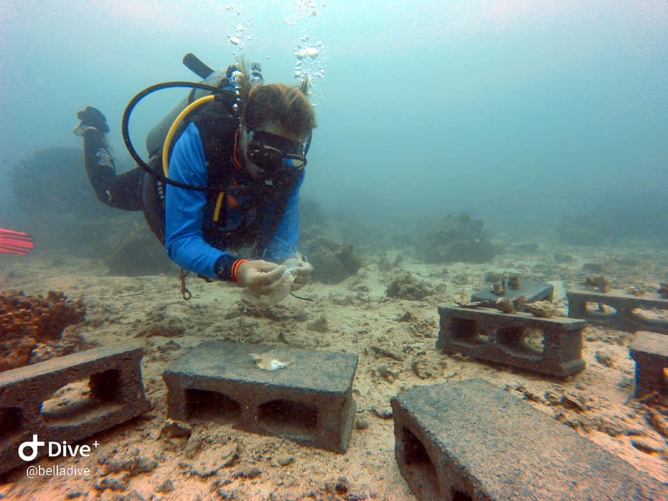Koh Tao's Artificial Reefs.
