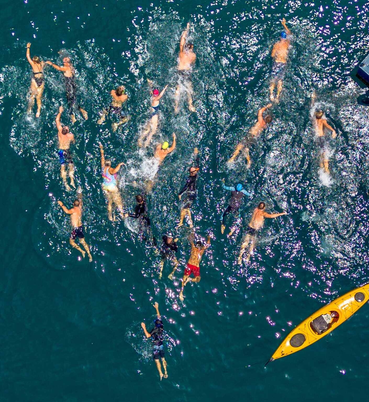 Swim for Sharks in Koh Tao: Legendary Charity Swim for Shark Conservation